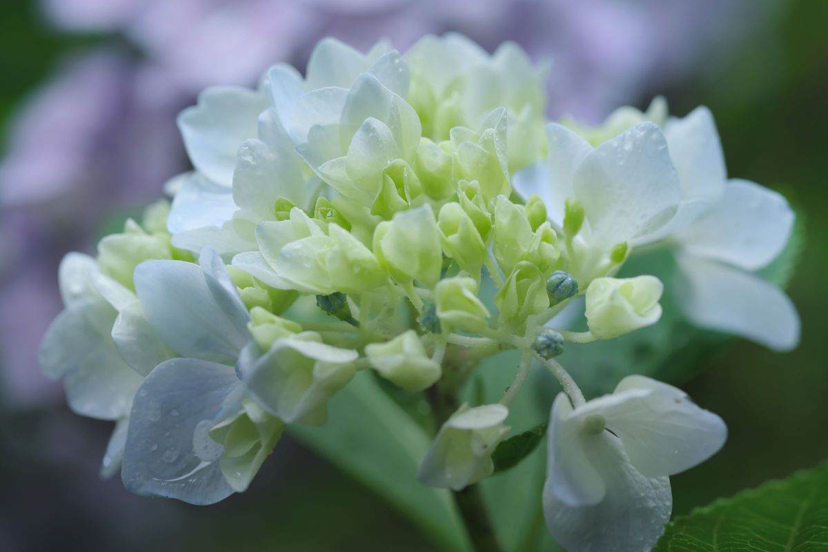 憂いのBlue | GANREF