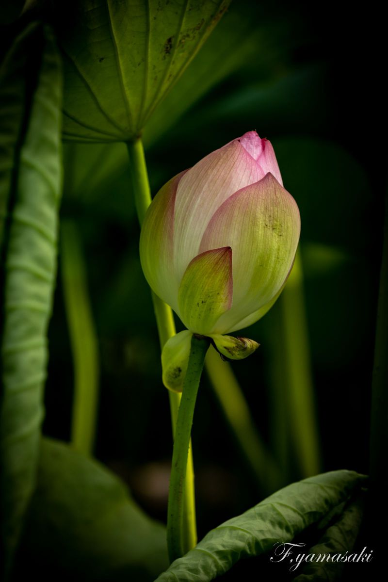 Lotus Flowers | GANREF