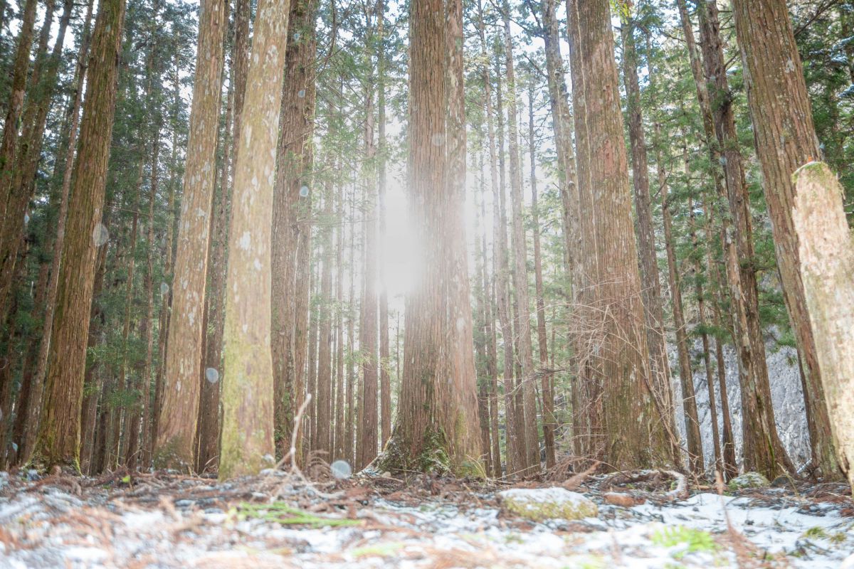 Snow forest | GANREF