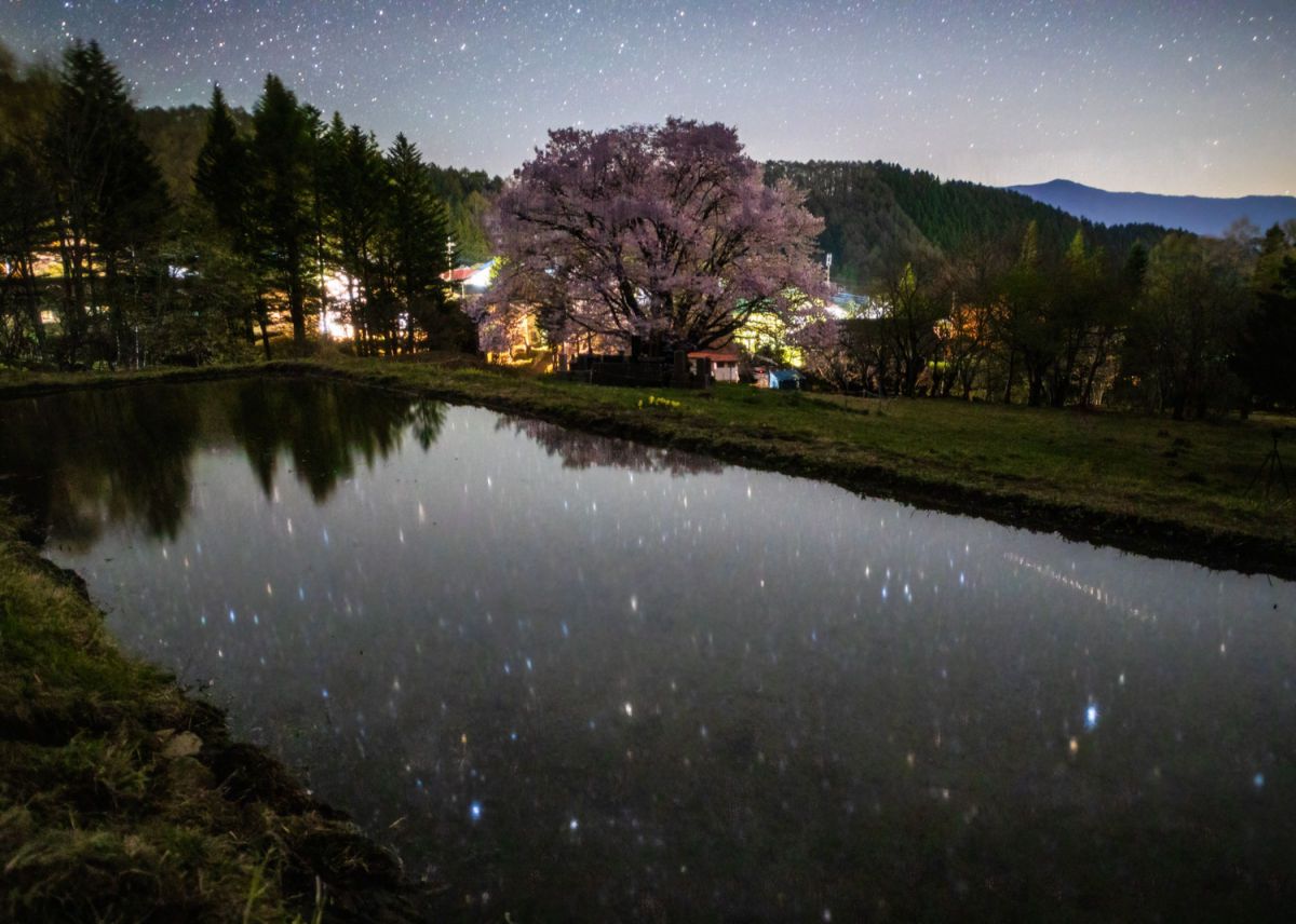 天王桜101.jpg | GANREF