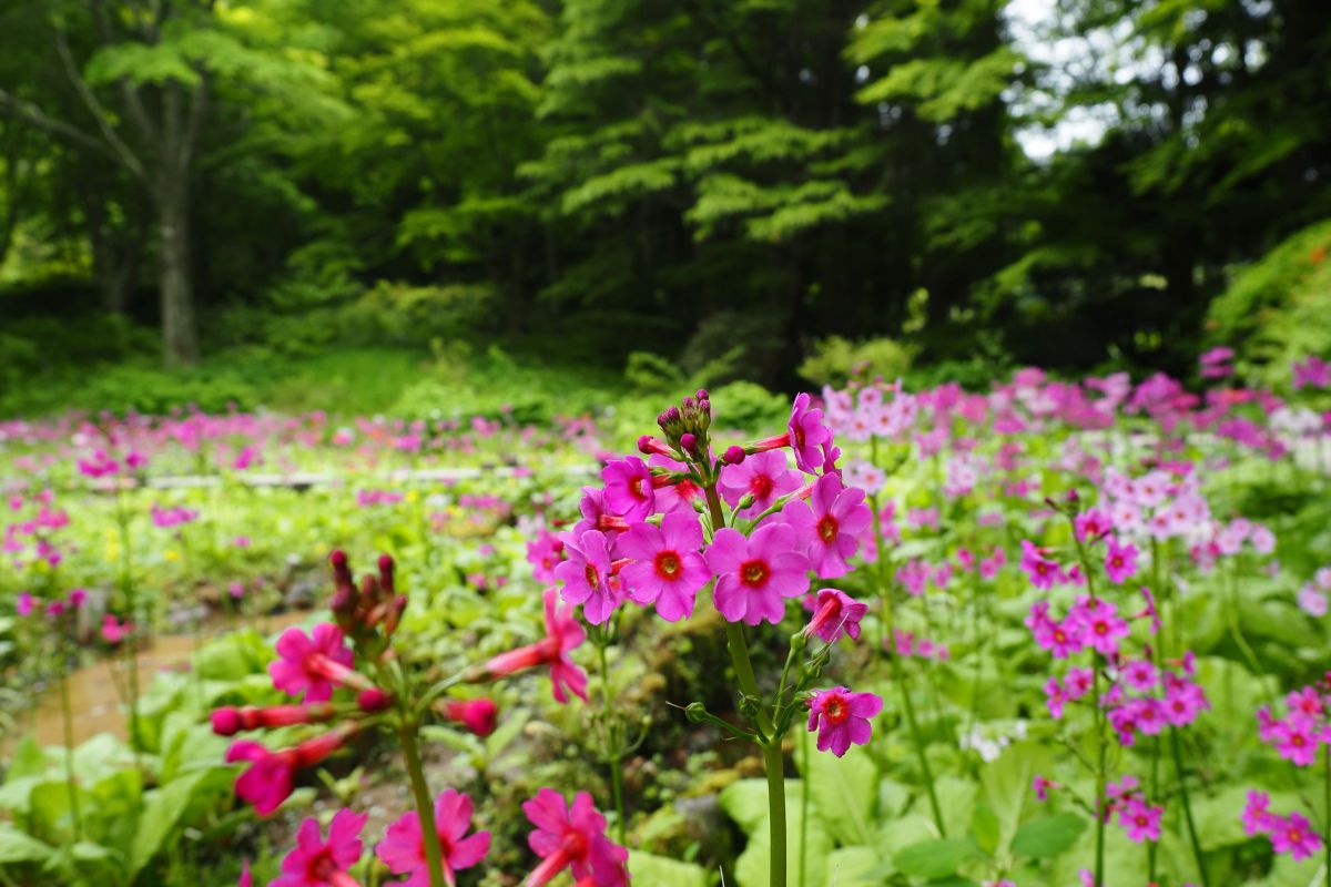 初夏の六甲高山植物園2023 | GANREF