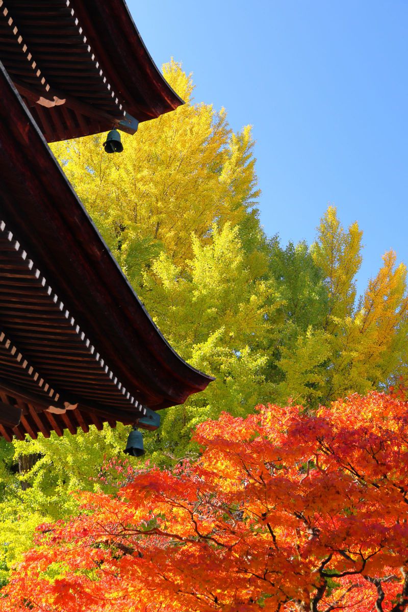 1,200年大銀杏 | GANREF