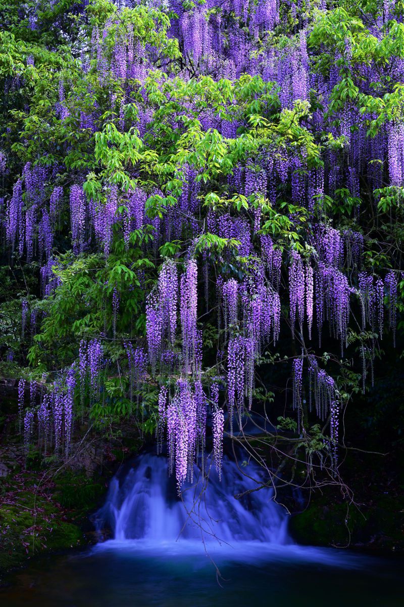 渓流に咲き誇る | GANREF