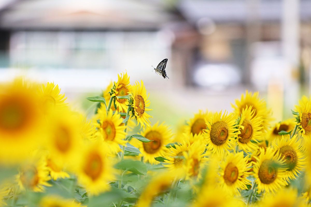 夏を駆け抜けて | GANREF