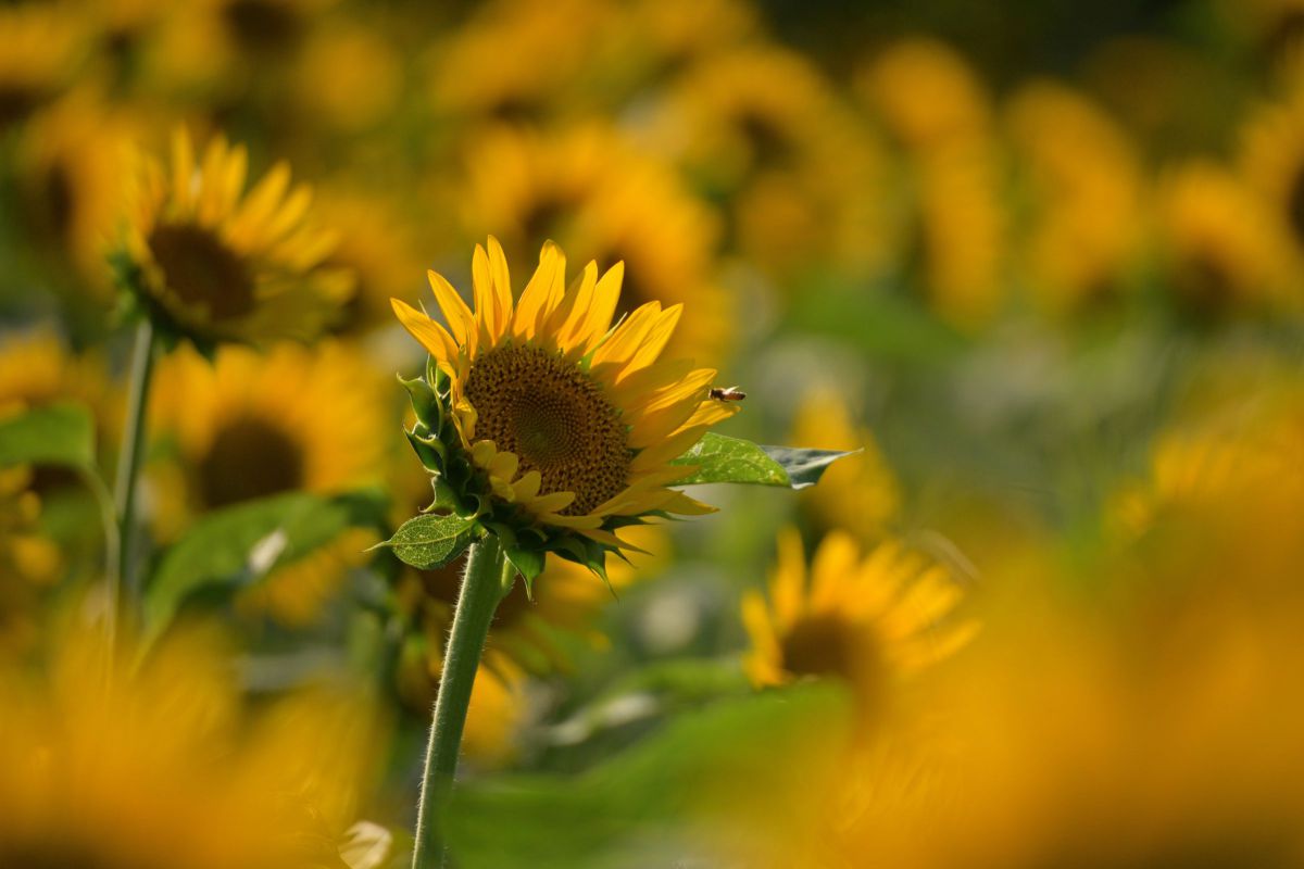 上を向いて花ひらく | GANREF