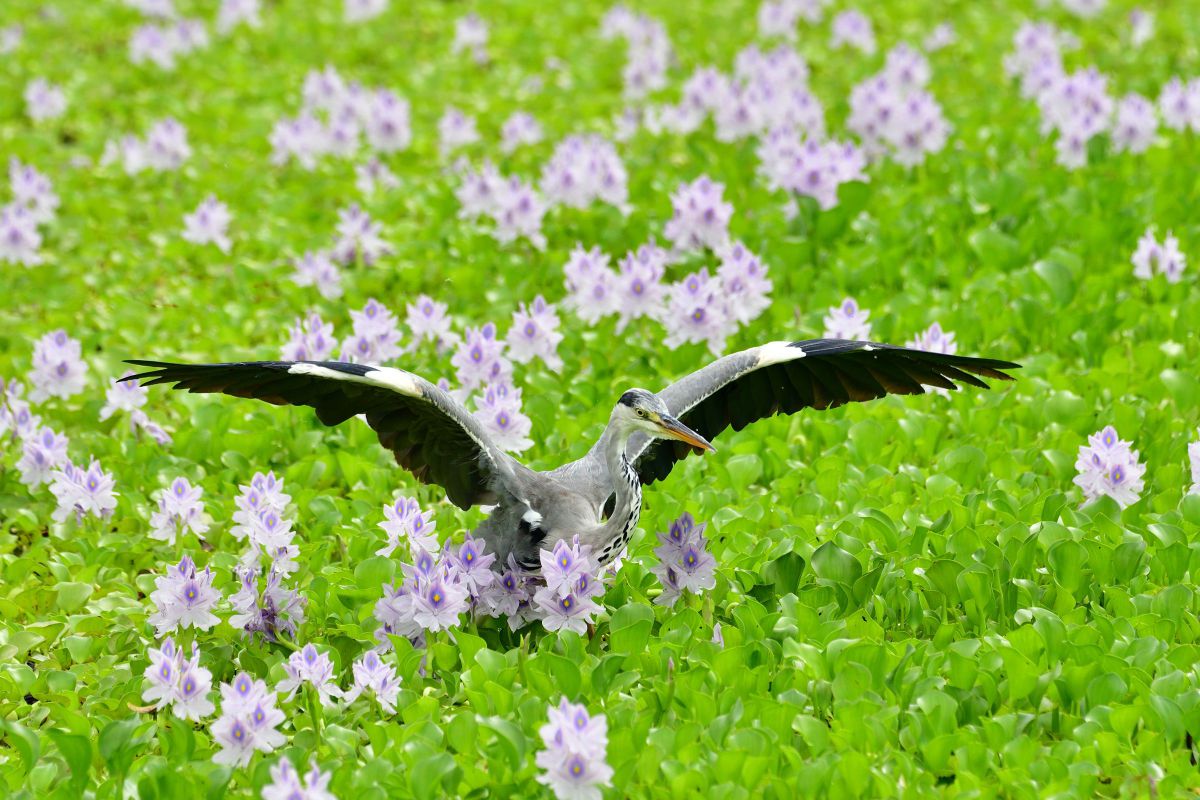 翼を広げて | GANREF