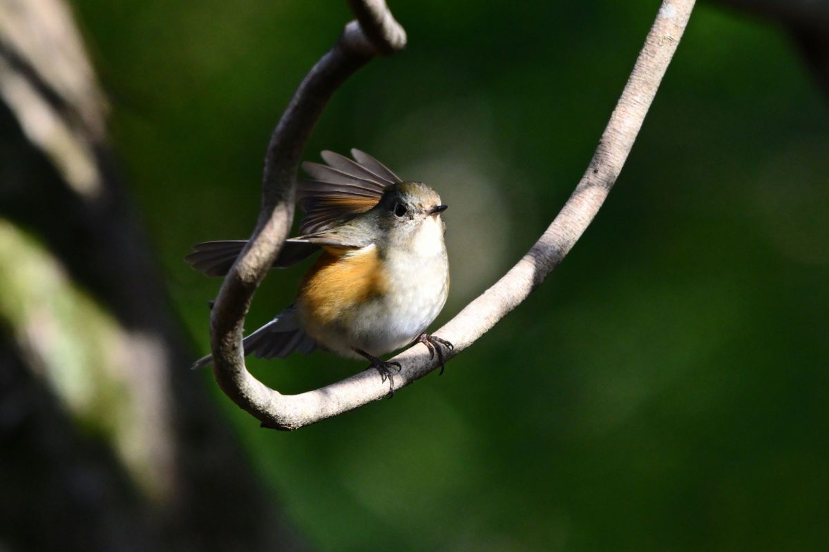 マイテリトリー | GANREF