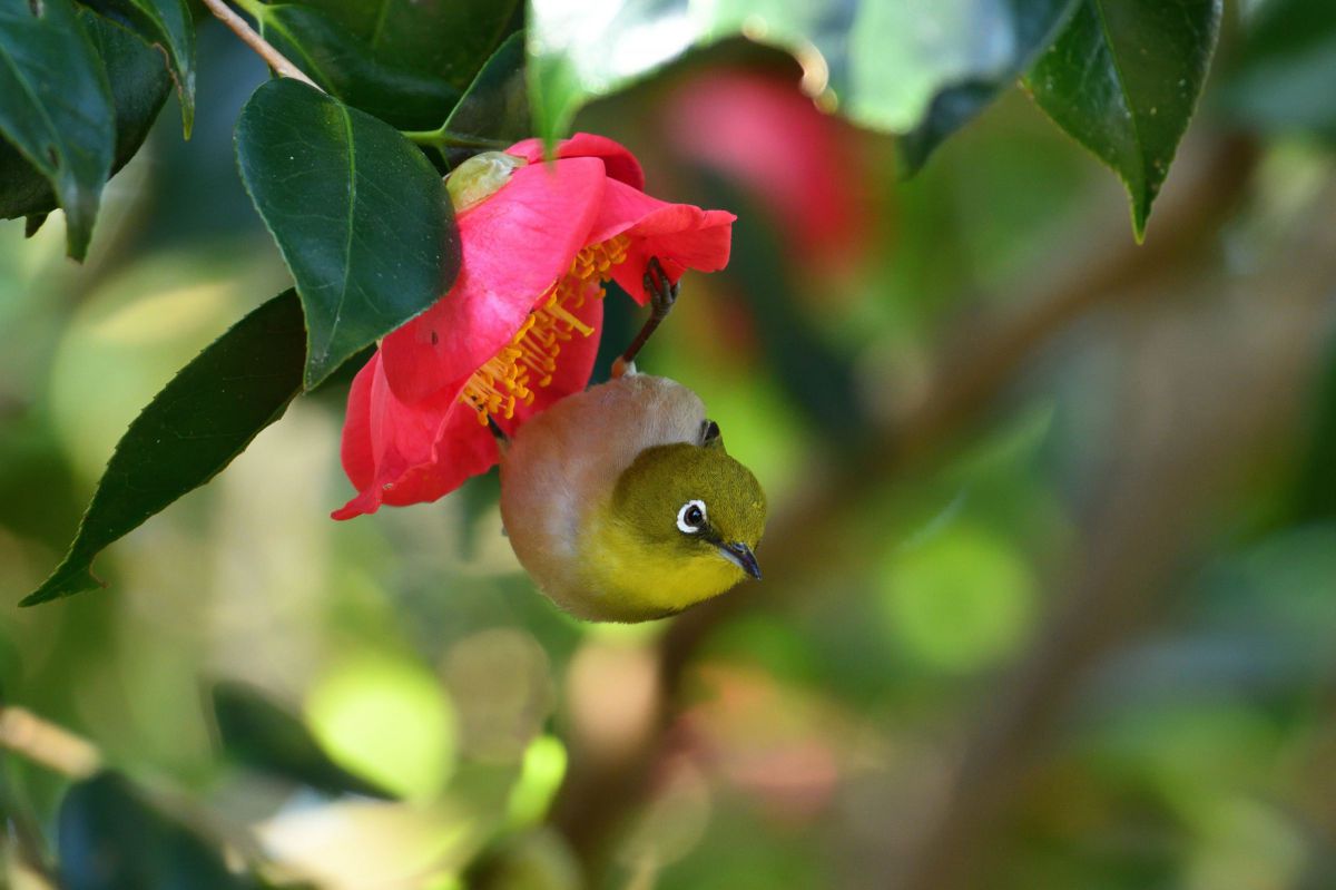 春はすぐそこ | GANREF