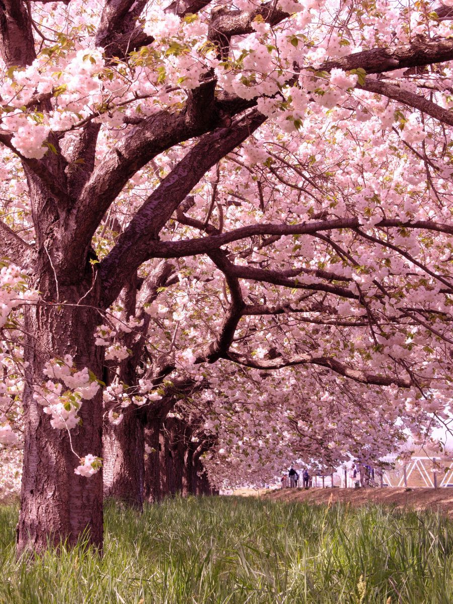 遅咲きの特権 | GANREF