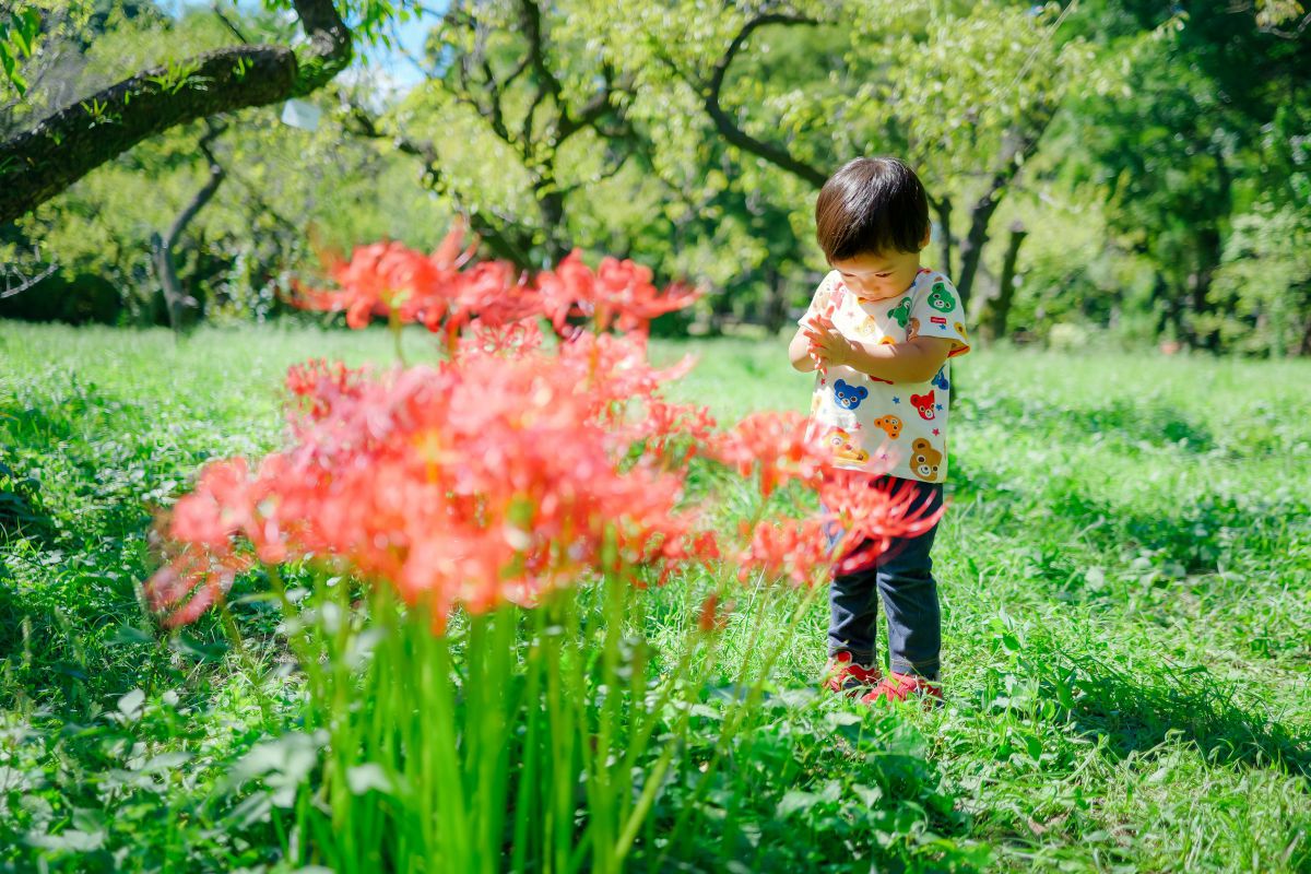 ありがとう | GANREF