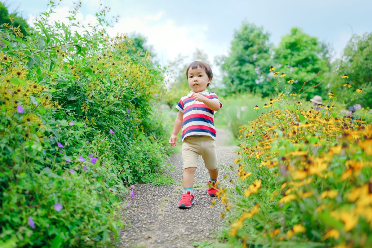 比叡山のお花たち | GANREF