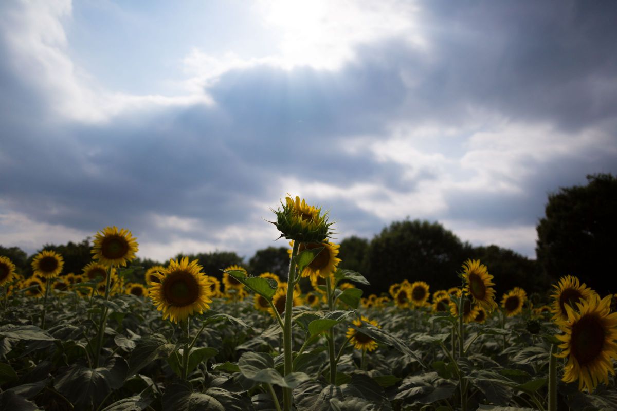 I am the one who will bloom the tallest. | GANREF