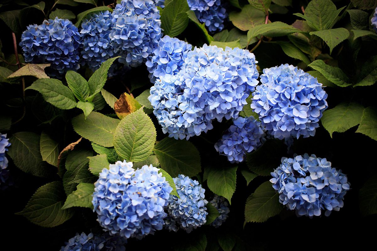 hydrangea | GANREF