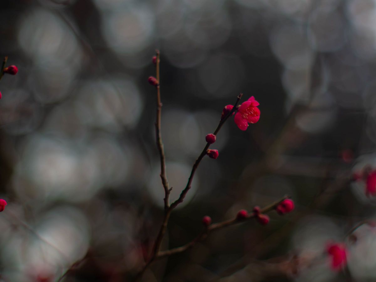 特別なonly one | GANREF