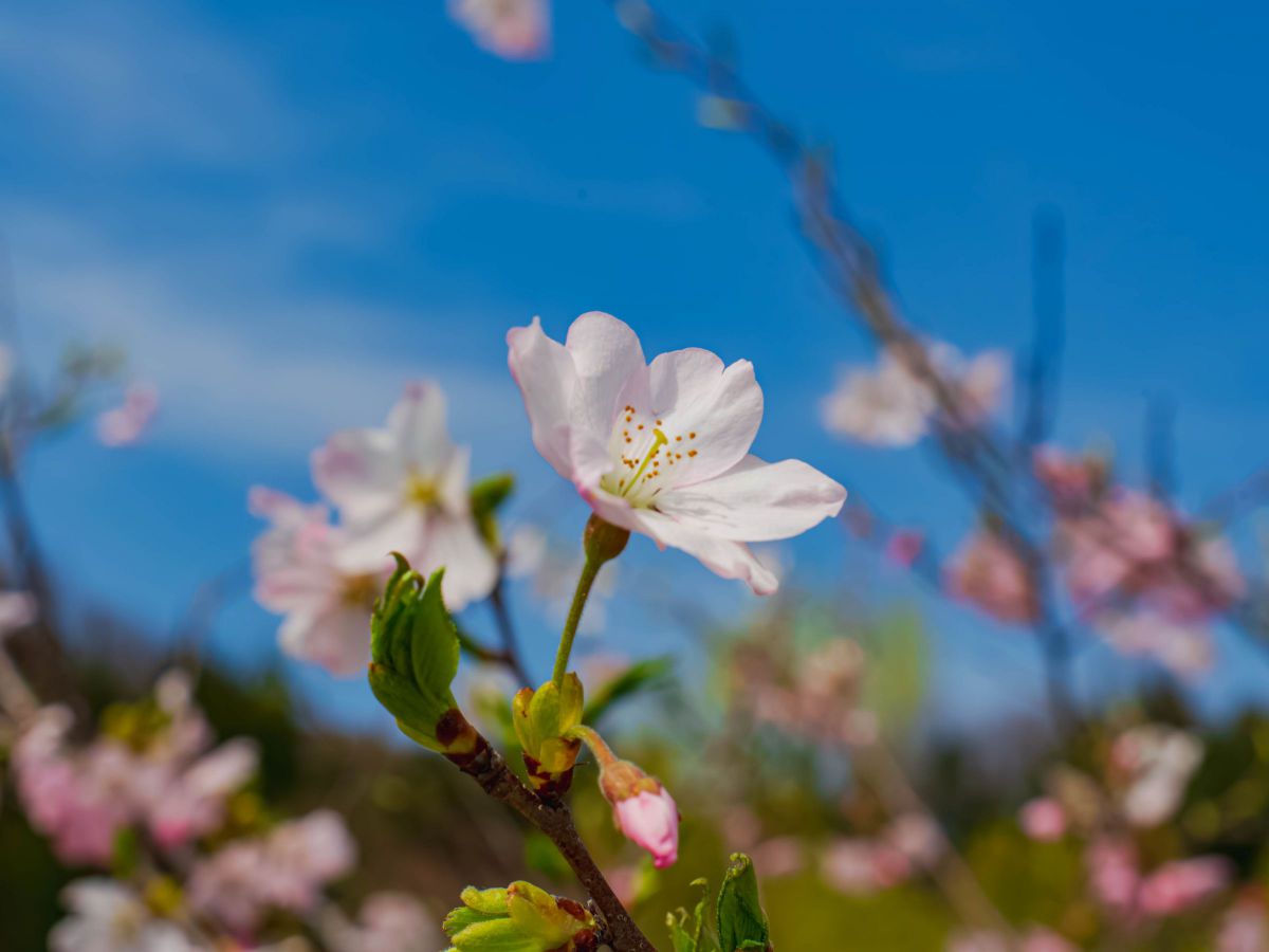 Going My Way | GANREF