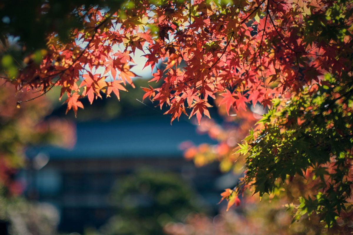 建長寺_01 | GANREF