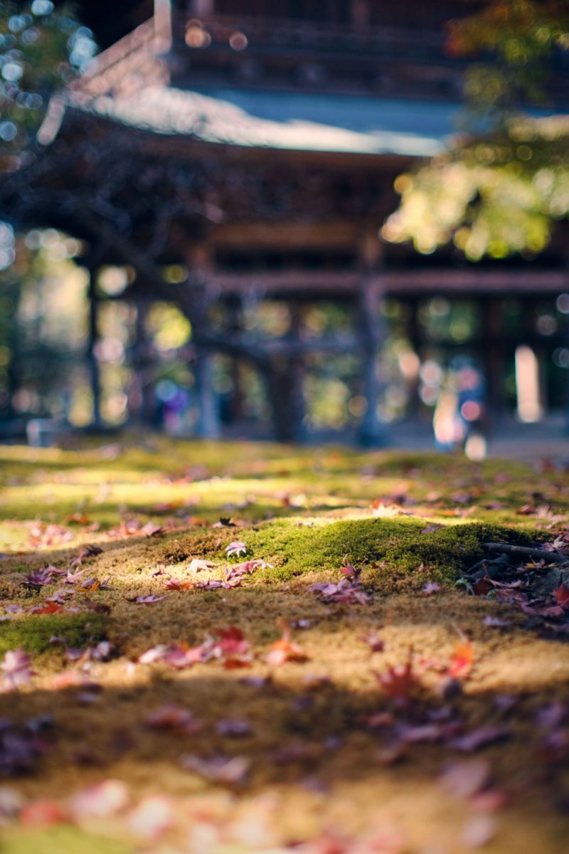 円覚寺_「道は近きにあり...」 | GANREF