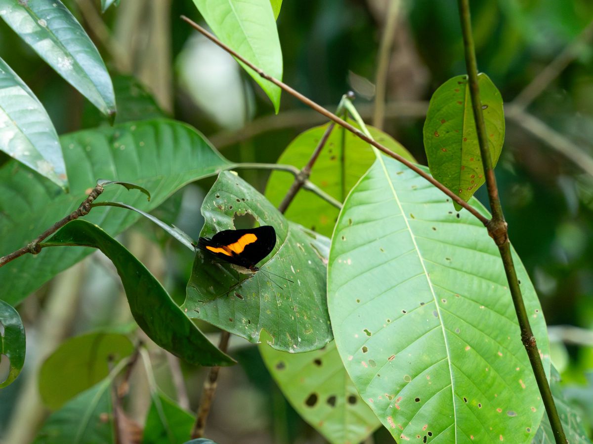 Orange × Black | GANREF