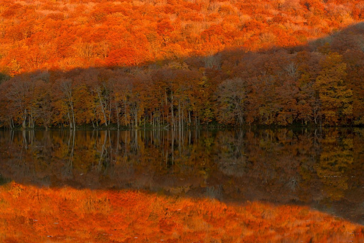 Autumn Color Reflection Ⅲ | GANREF