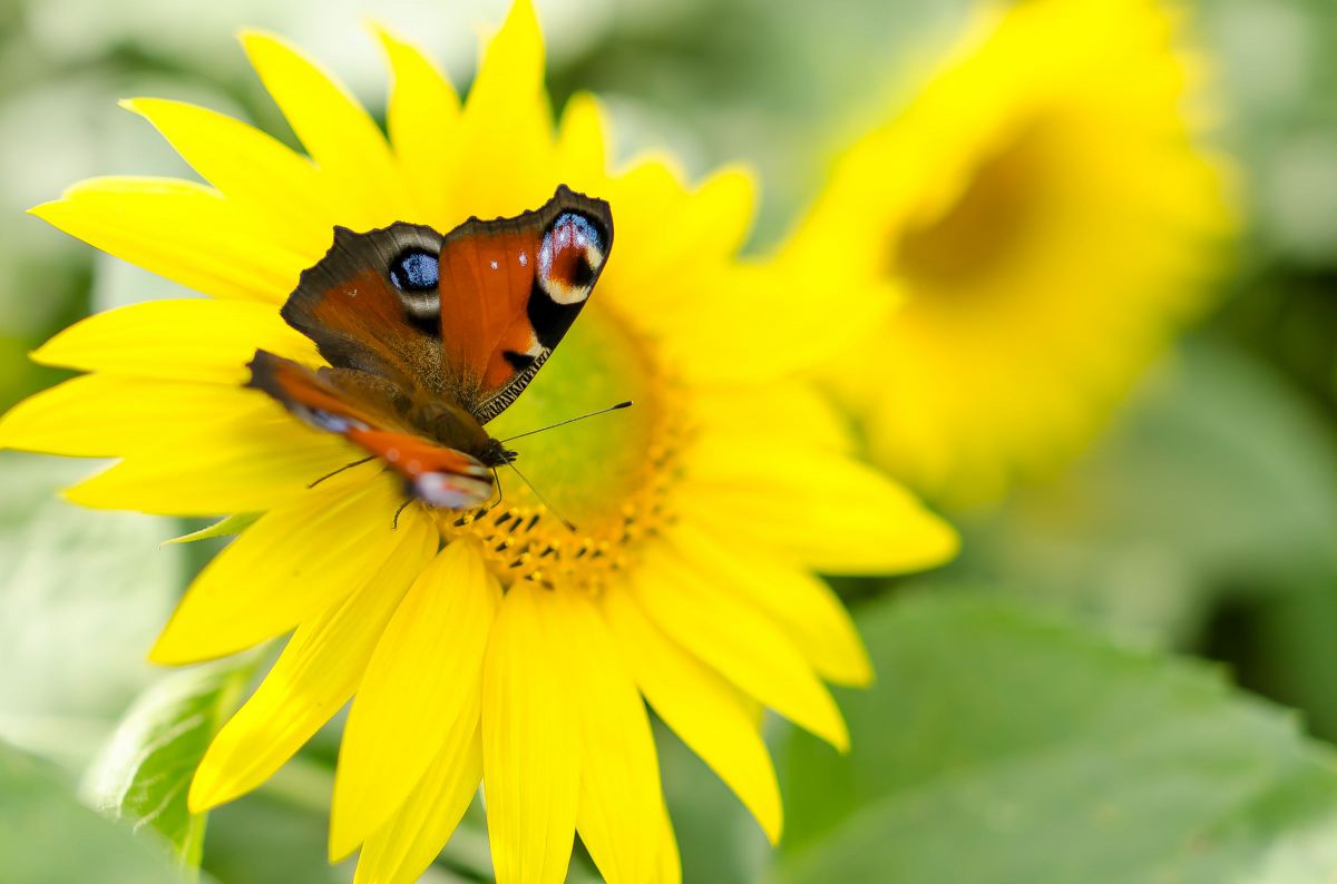 Yellow × Red | GANREF