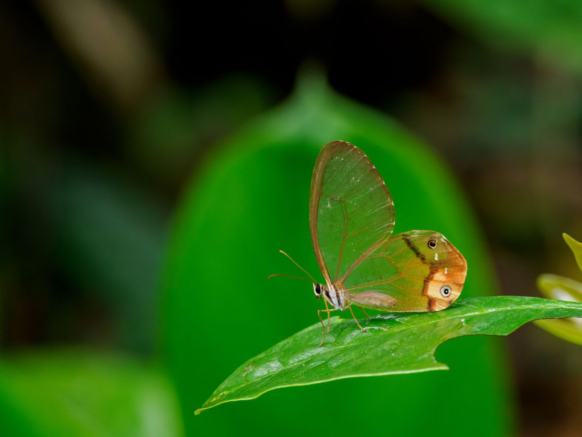 the amber phantom | GANREF