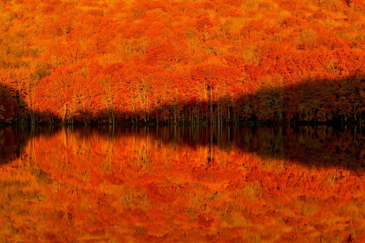 Autumn Color Reflection Ⅳ | GANREF