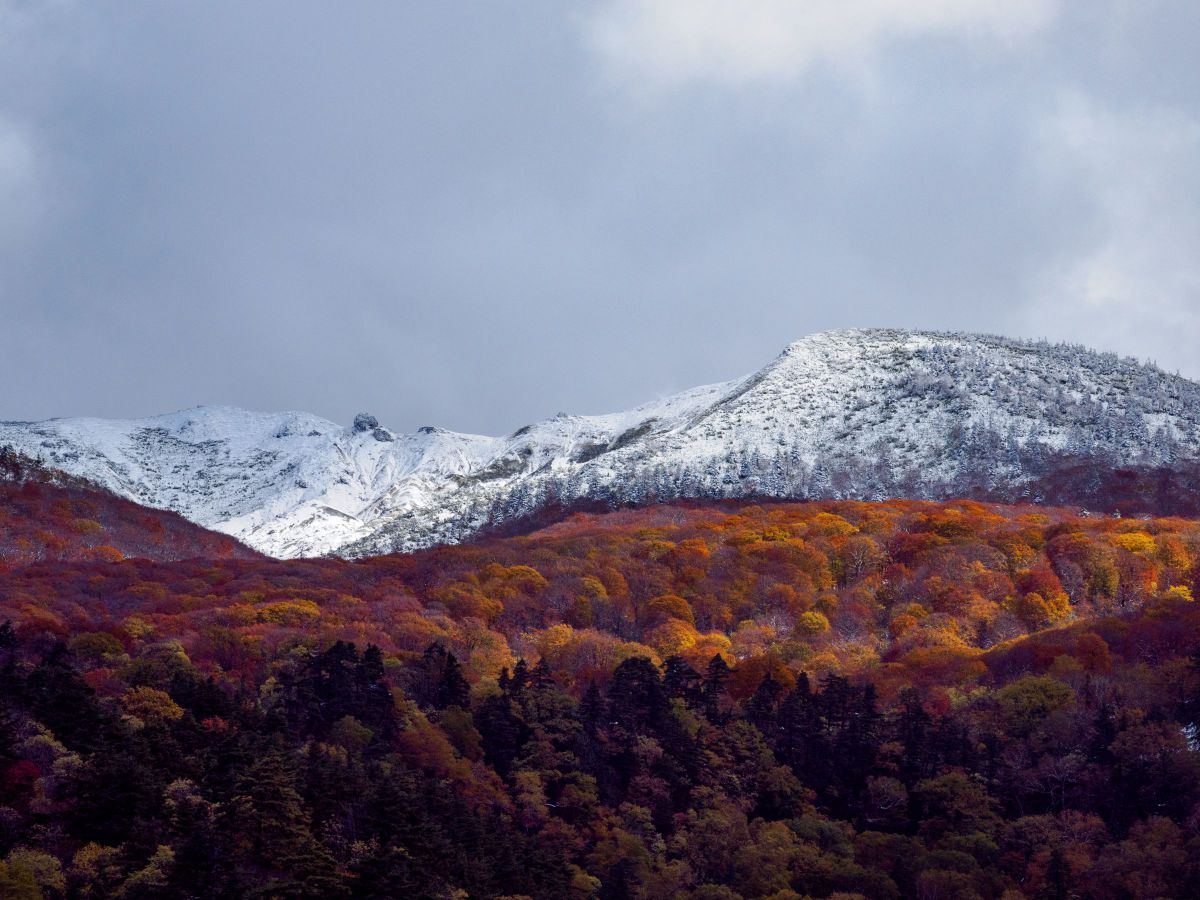 White × Orange | GANREF