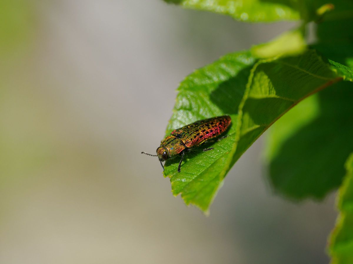 Red Edition | GANREF