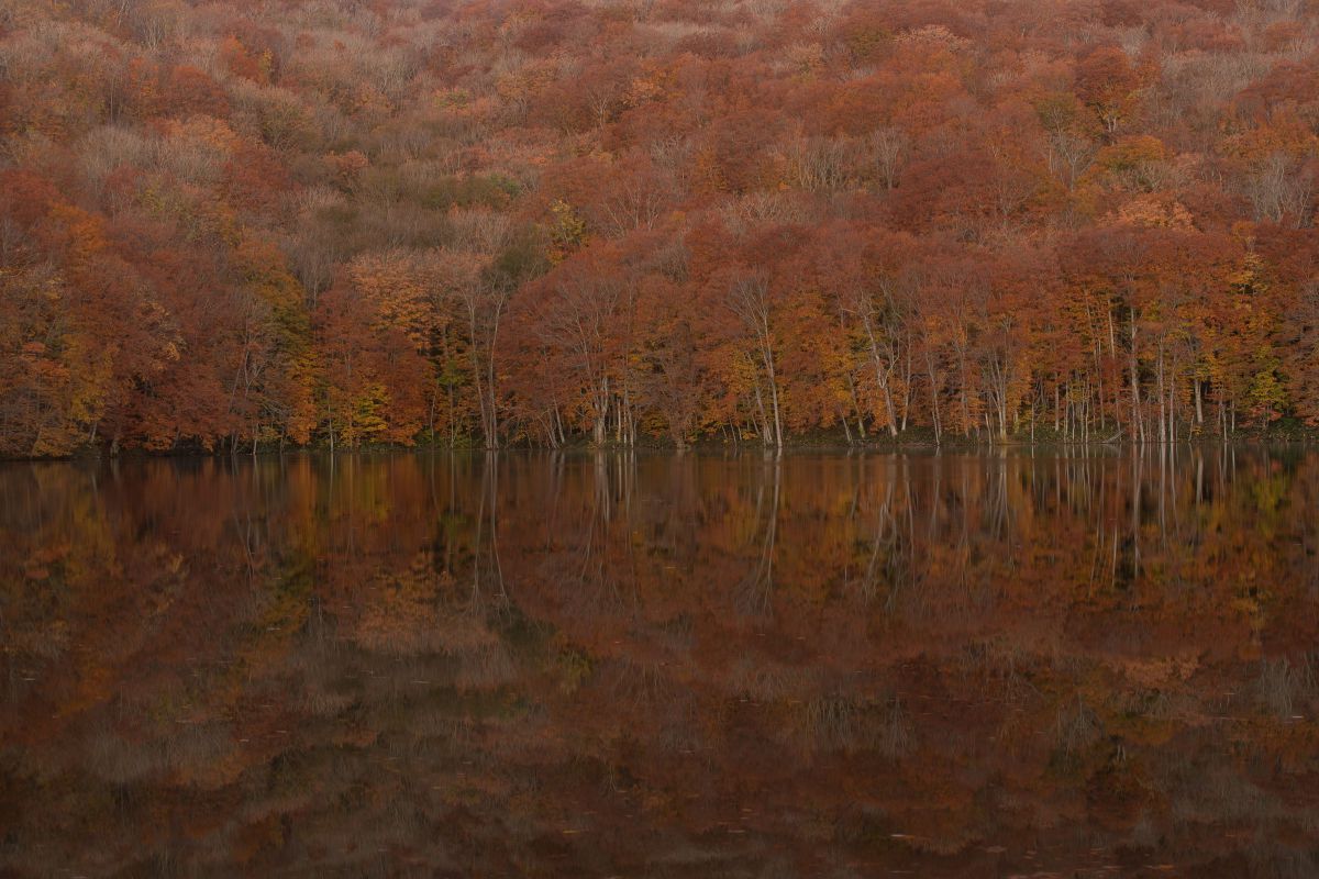 Autumn Color ReflectionⅡ | GANREF