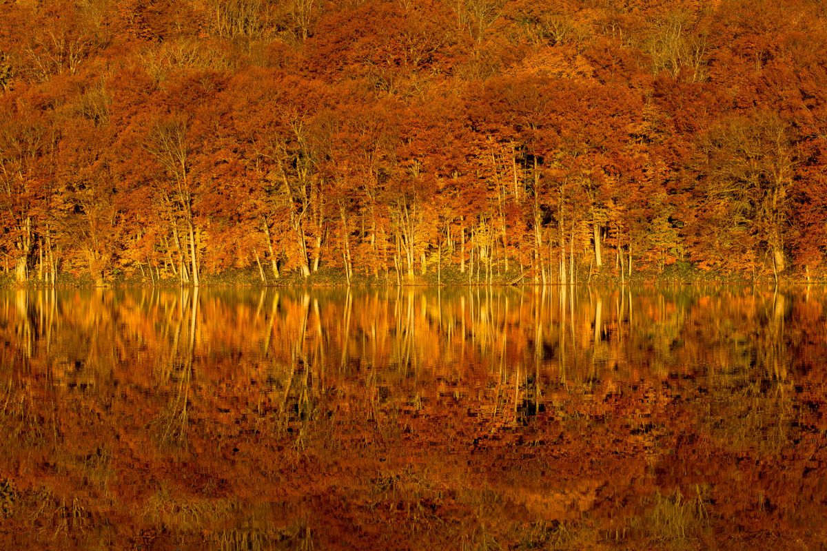 Autumn Color Reflection Ⅴ | GANREF