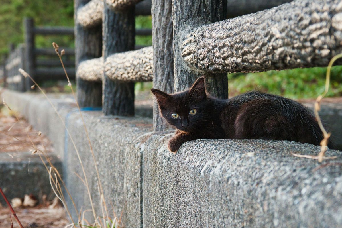 海辺の出会い。 | GANREF