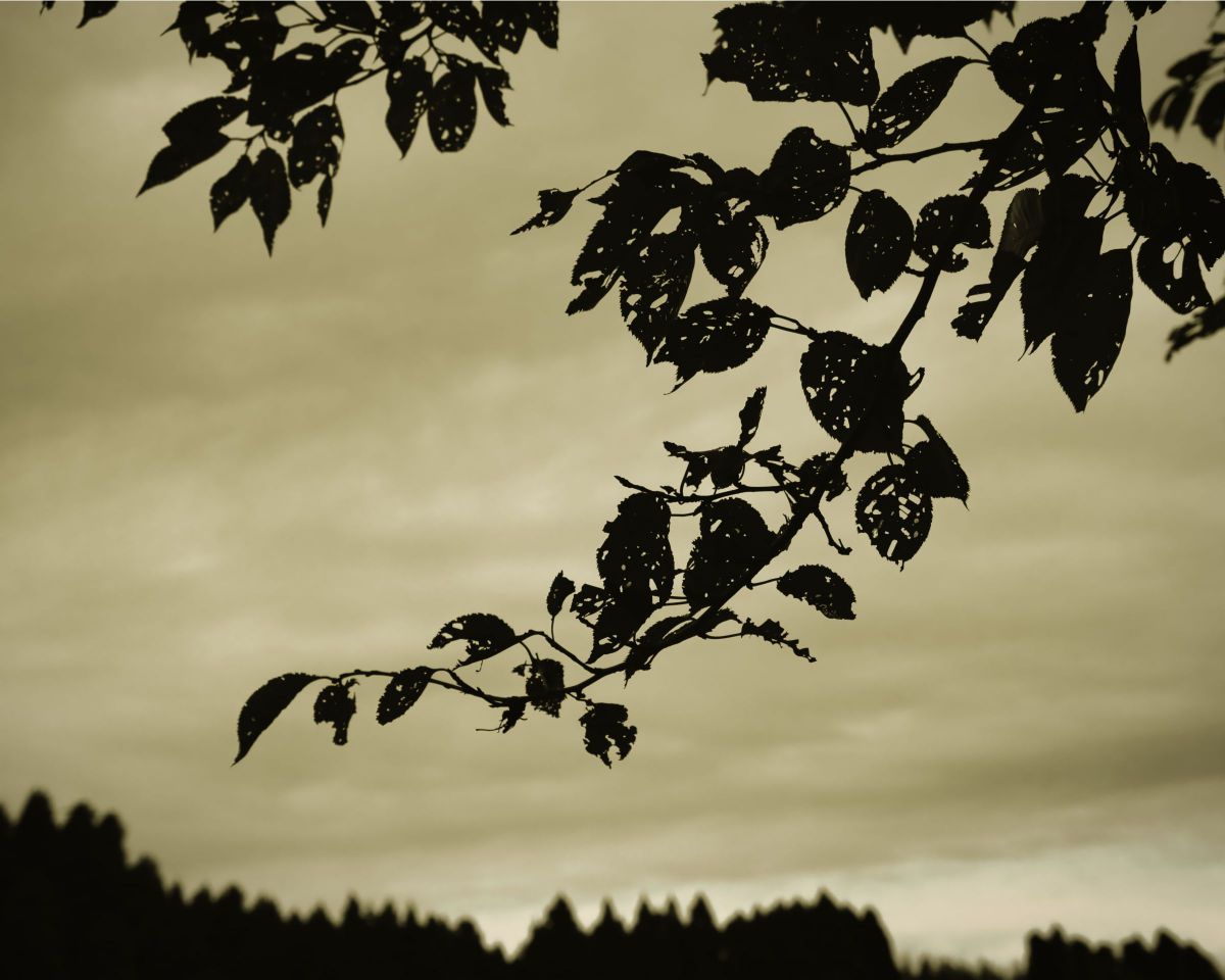 Leaf Art． | GANREF