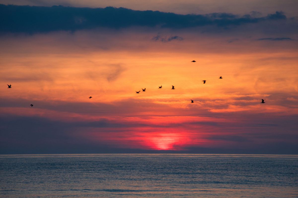 Going Home. | GANREF