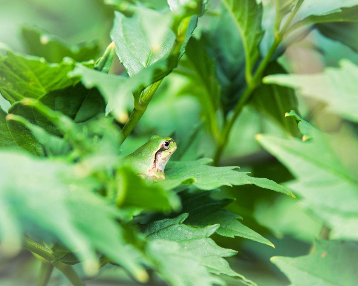 It's a small world. | GANREF