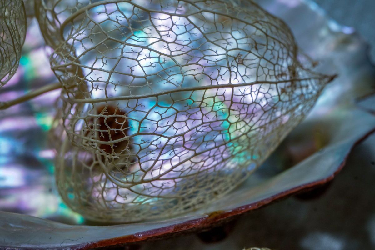 虹色の船に乗せて | GANREF