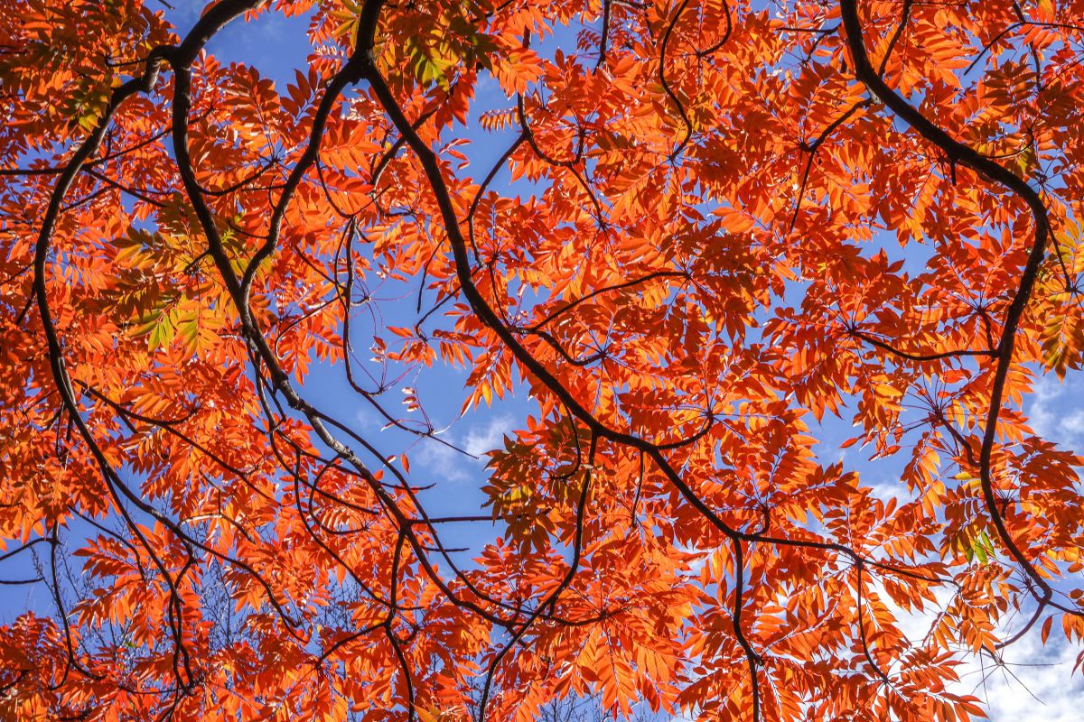 ハゼノキ | GANREF