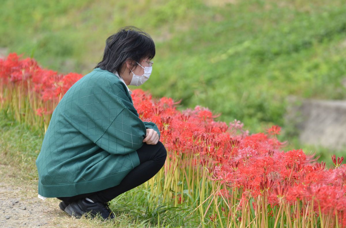彼岸花と黄昏 | GANREF