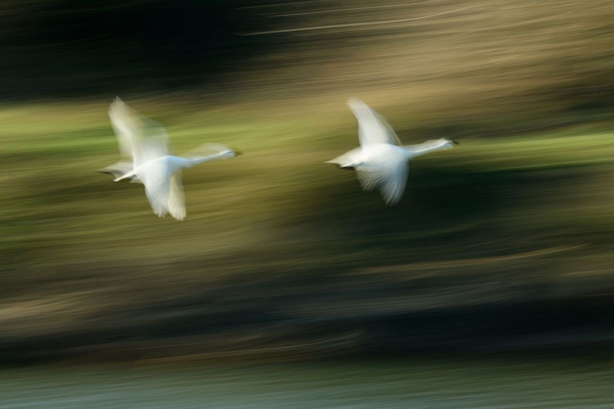 白鳥2024-7 | GANREF