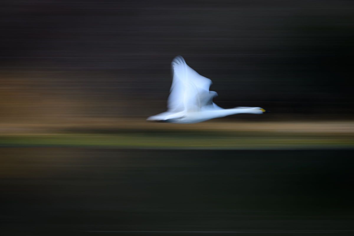 白鳥2024-9 | GANREF