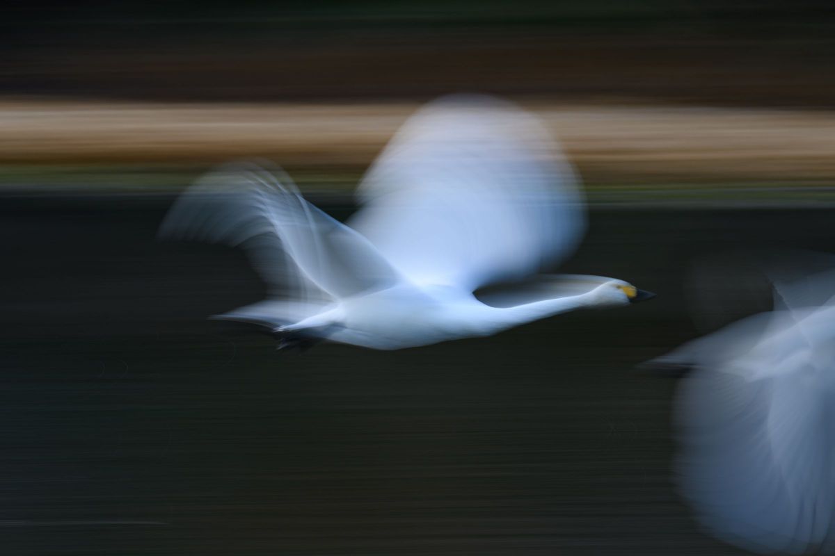 白鳥2024-11 | GANREF