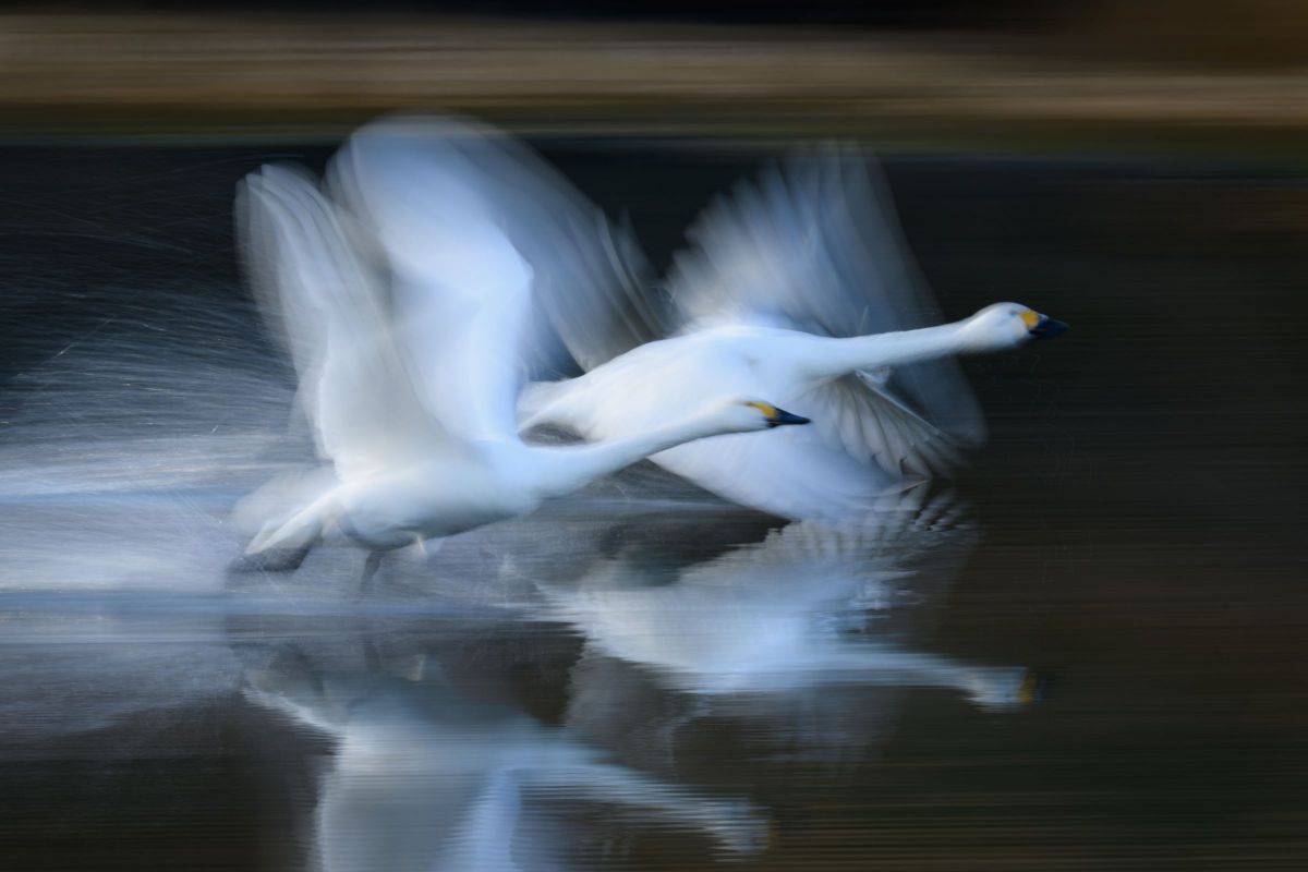 白鳥2024-10 | GANREF