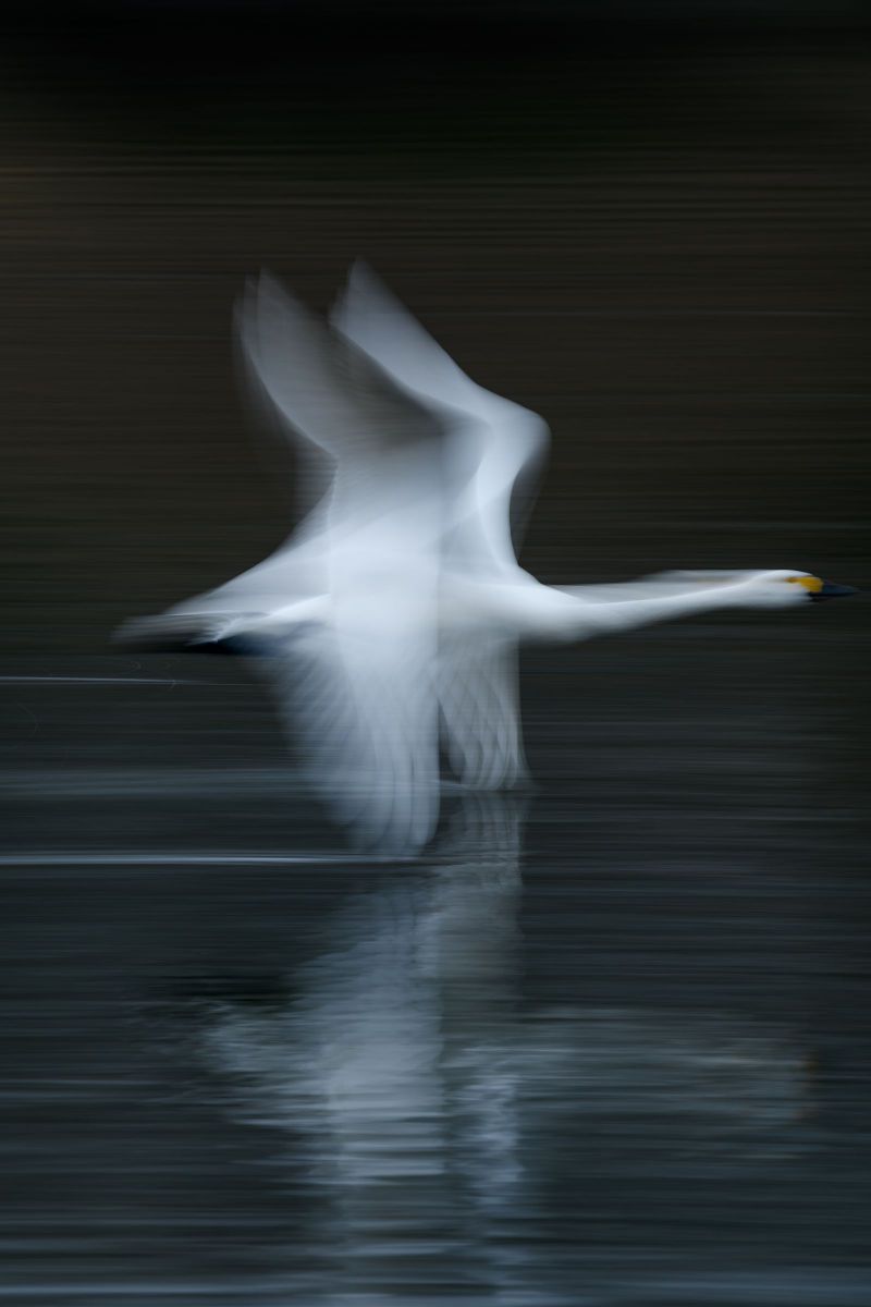 白鳥2024-8 | GANREF