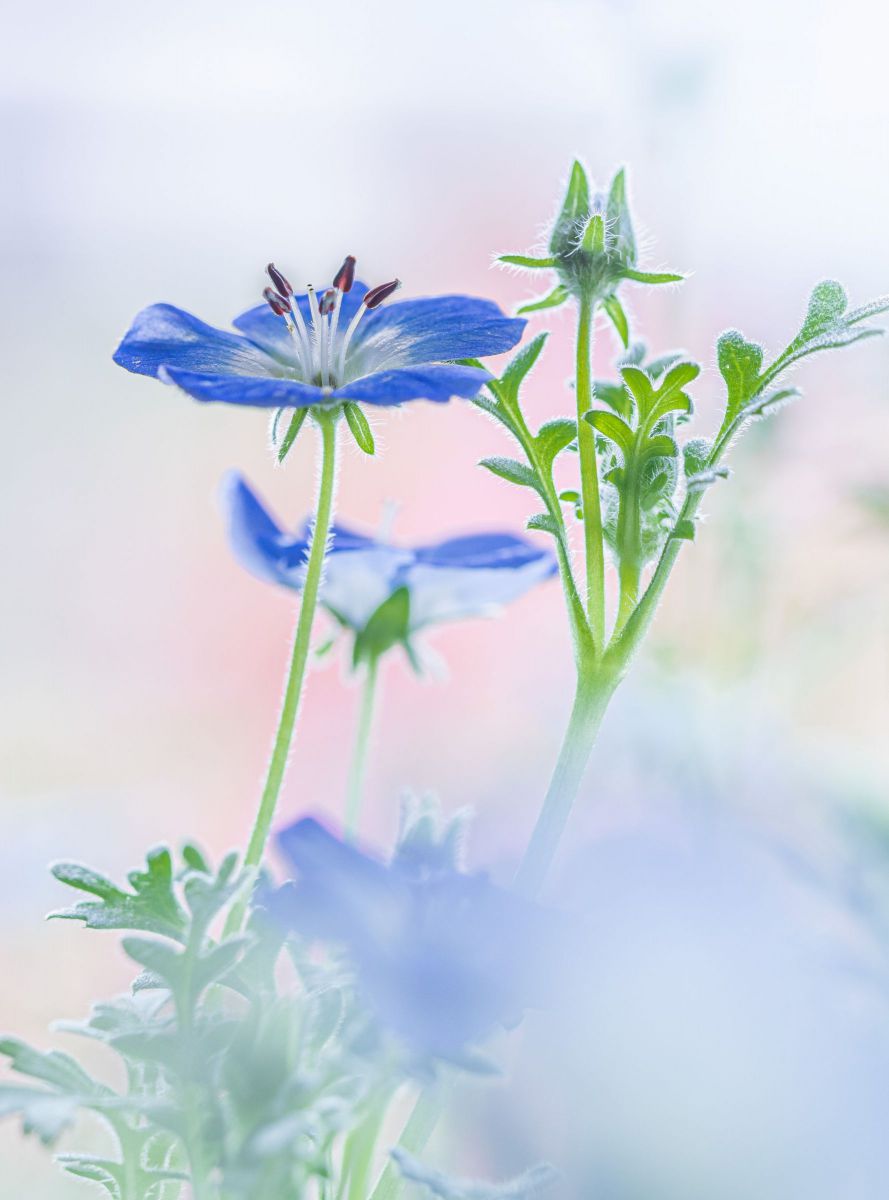 群生って何？ | GANREF