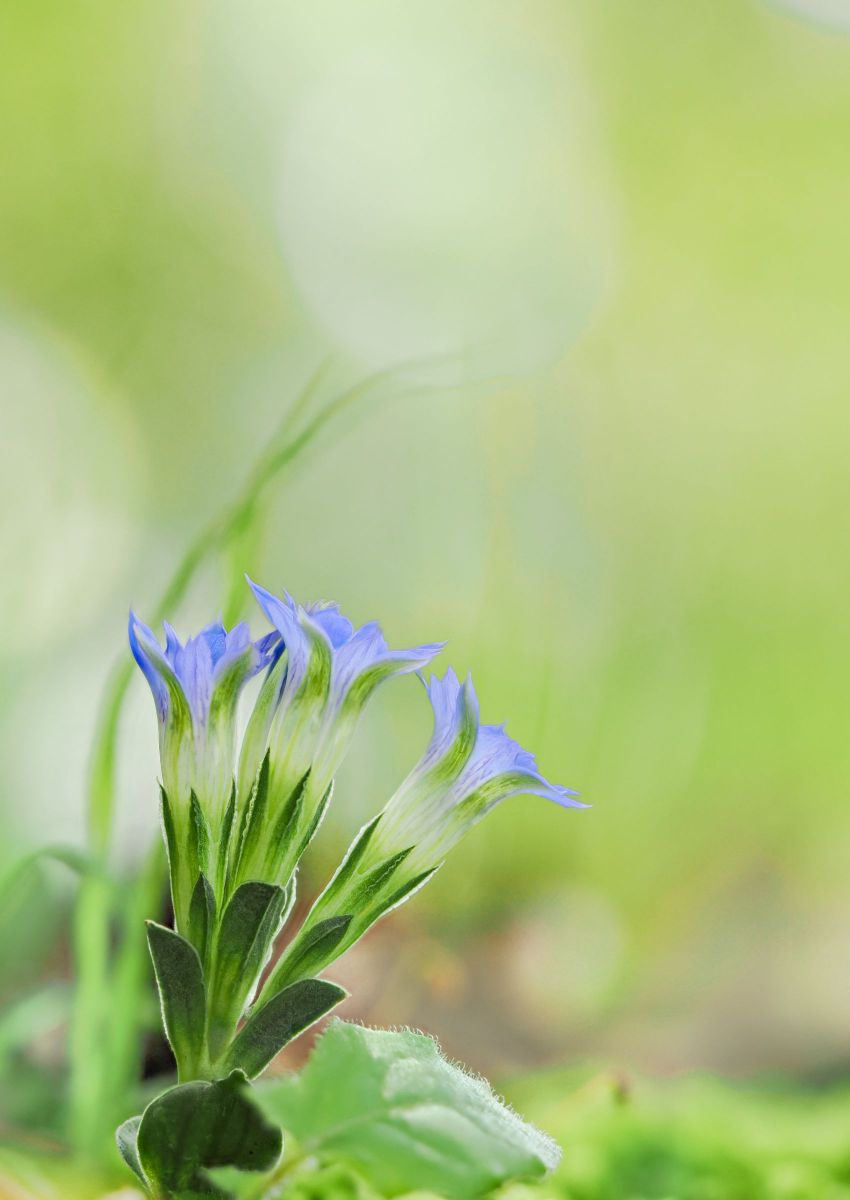 上を向いて咲こう | GANREF