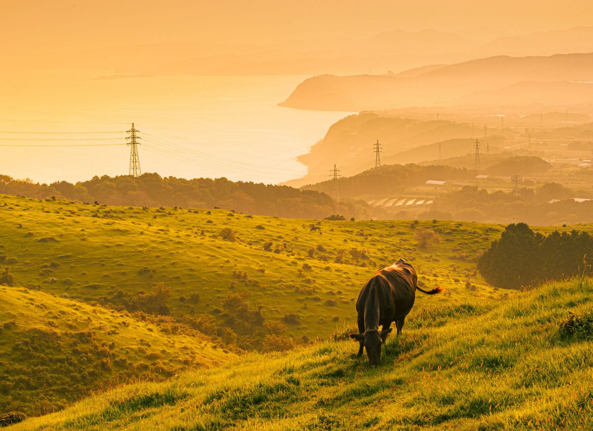 食いしん坊さん | GANREF