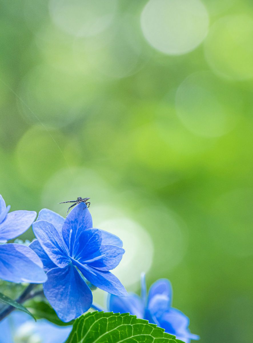 そこ、どいてもらえませんか？ | GANREF