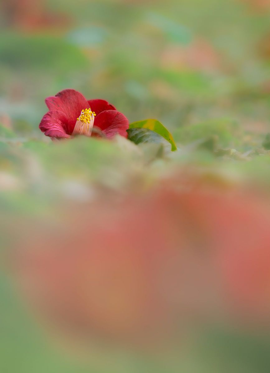 落ちてなお笑顔 | GANREF