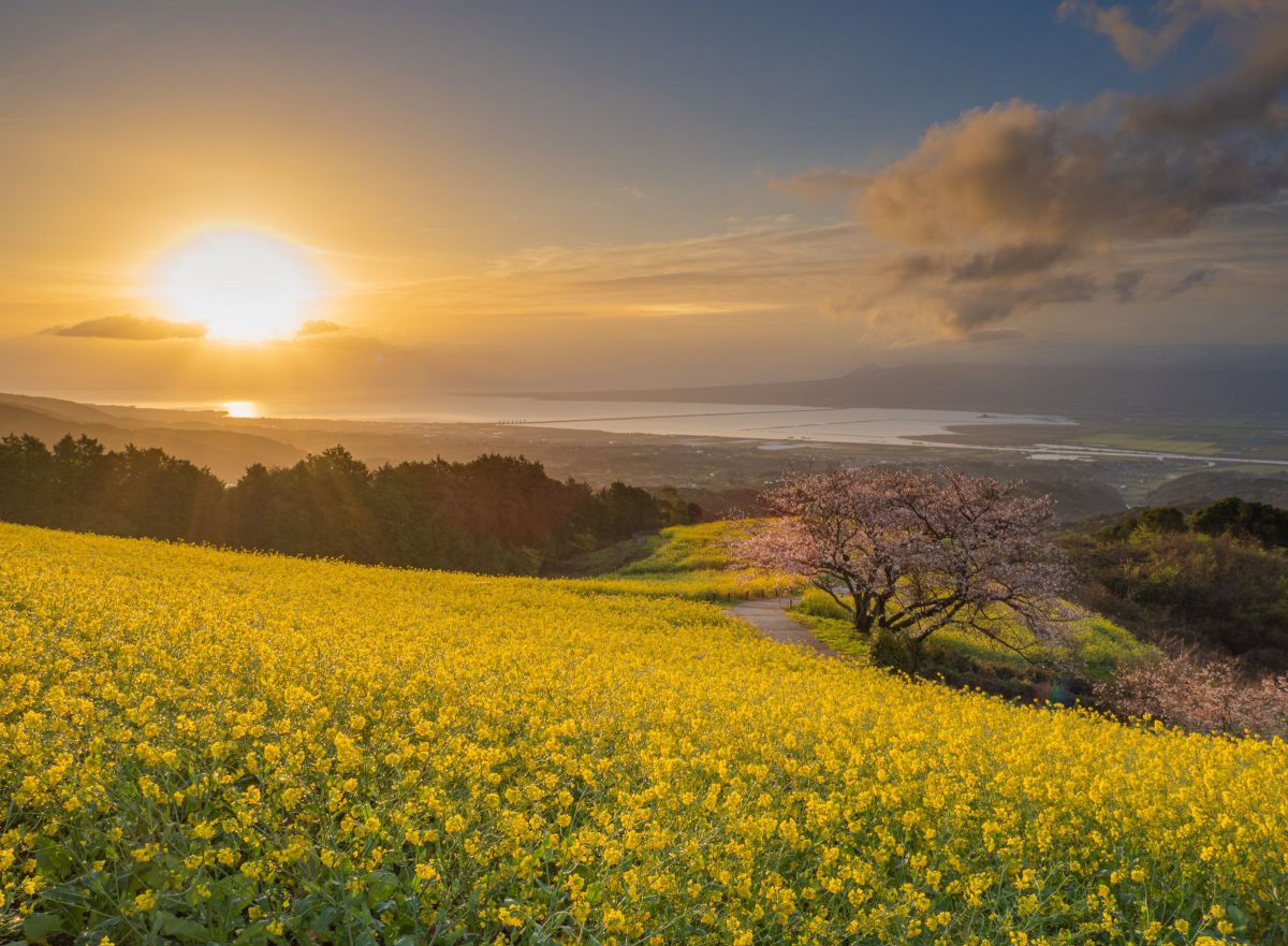 待ってました！ | GANREF