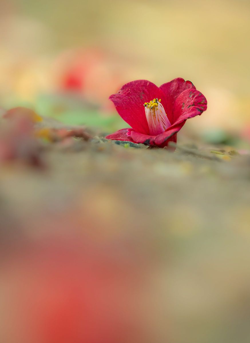 落ち椿いろいろ | GANREF