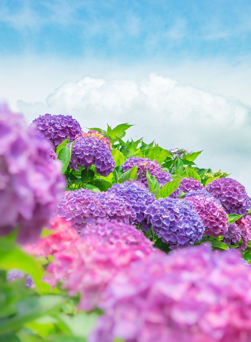 咲き誇る♪ | GANREF